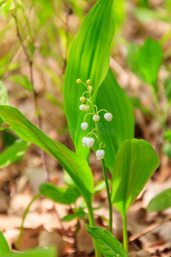Lily of the Valley (Convallaria Majalis) White Flowers in Forest at ...