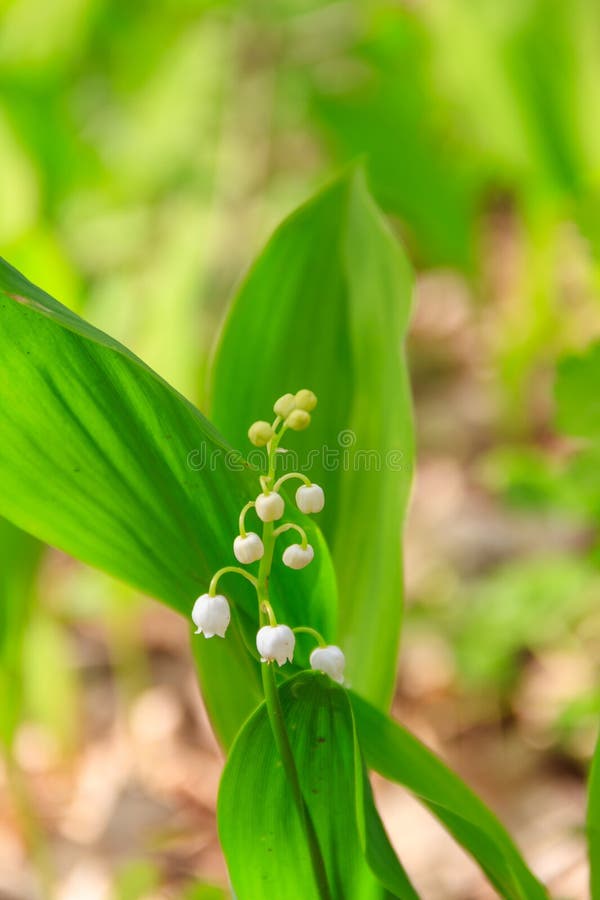 Lily of the Valley (Convallaria Majalis) White Flowers in Forest at ...