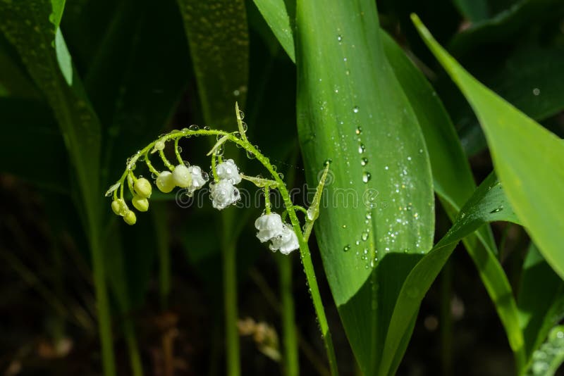 Lily of the Valley Flower with Raindrops in Spring Forest Stock Photo ...