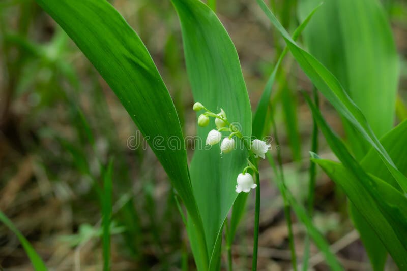 Lily of the Valley Flower in Spring Forest Stock Image - Image of ...