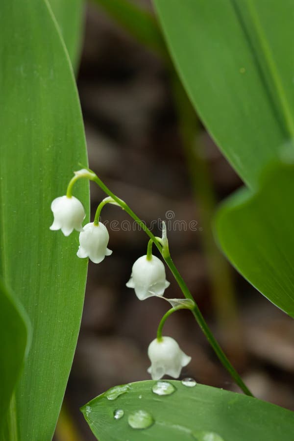 Lily of the Valley Flower in Spring Forest Stock Image - Image of bell ...