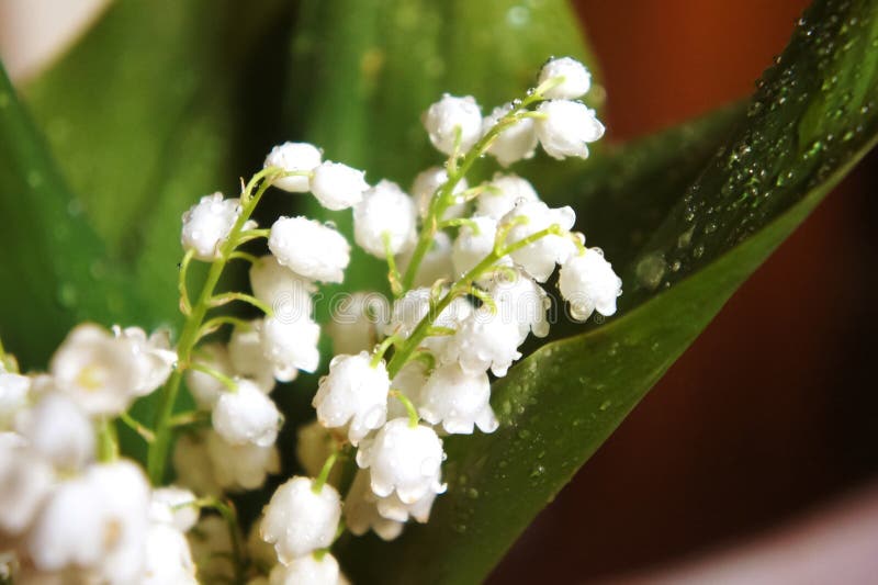 Lily of the Valley Flowers, Beautiful, Fresh Small Flowers Lilies of ...