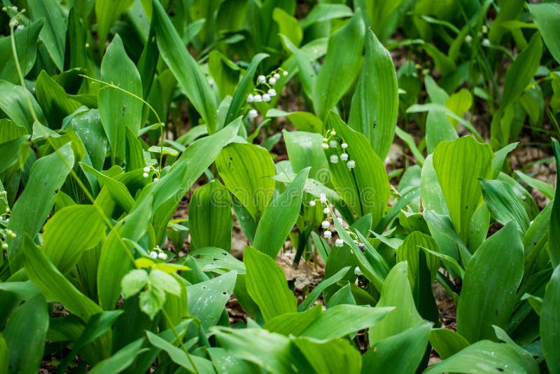 Lily of the Valley in the Forest. Closeup of Lily of the Valley in the ...