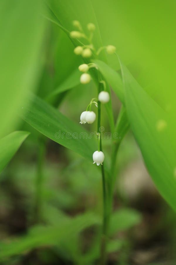 Lily of the Valley White Flower Garden Forests Stock Image - Image of ...