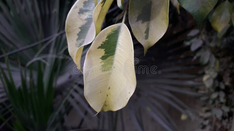 Honesty Lily Stock Photos - Free & Royalty-Free Stock Photos from ...