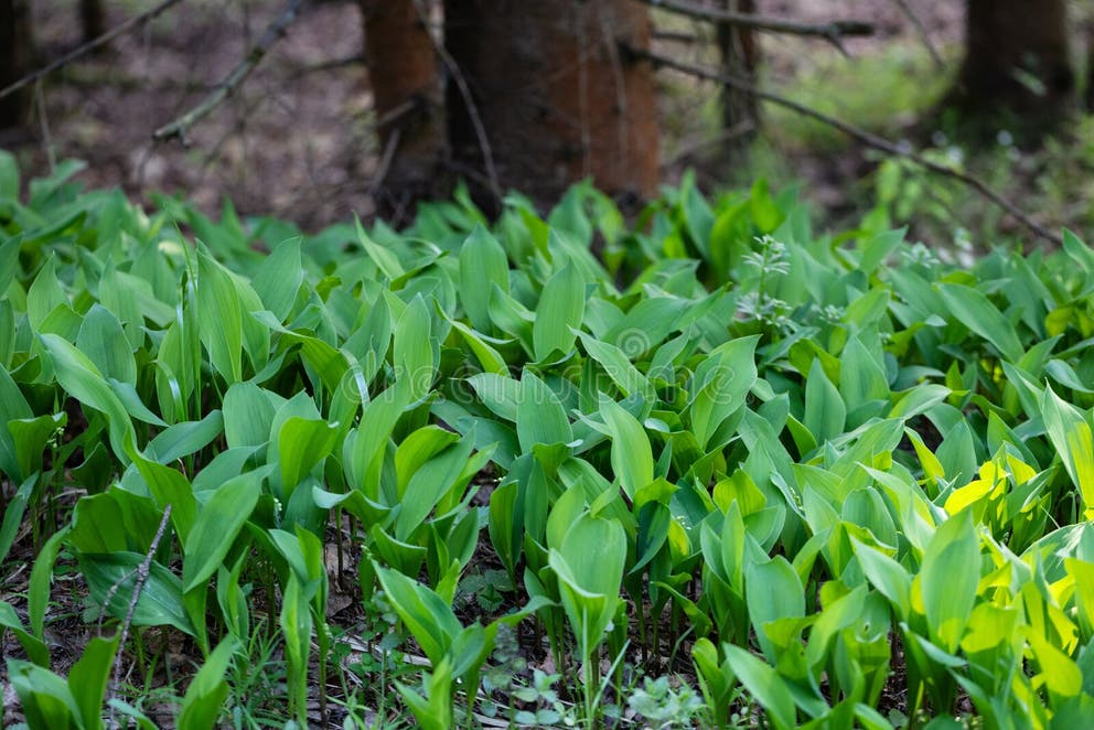 Lily of the Valley Leaves in Spring Forest. Lily of the Valley Foliage ...