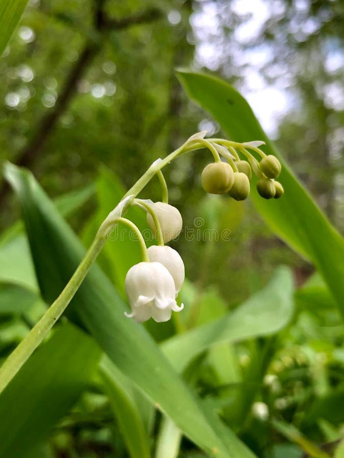Lily of the valley stock photo. Image of valley, bell - 223004482