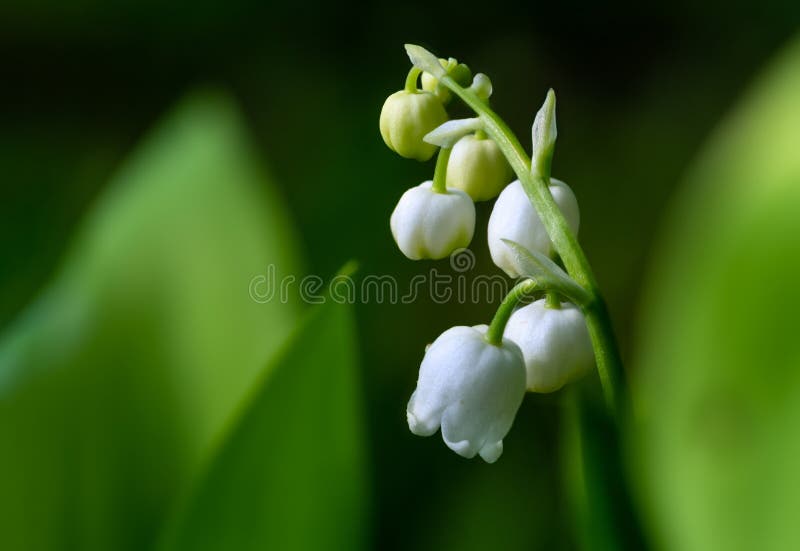 Bells of Lily of the Valley Stock Image - Image of freshness, floral ...