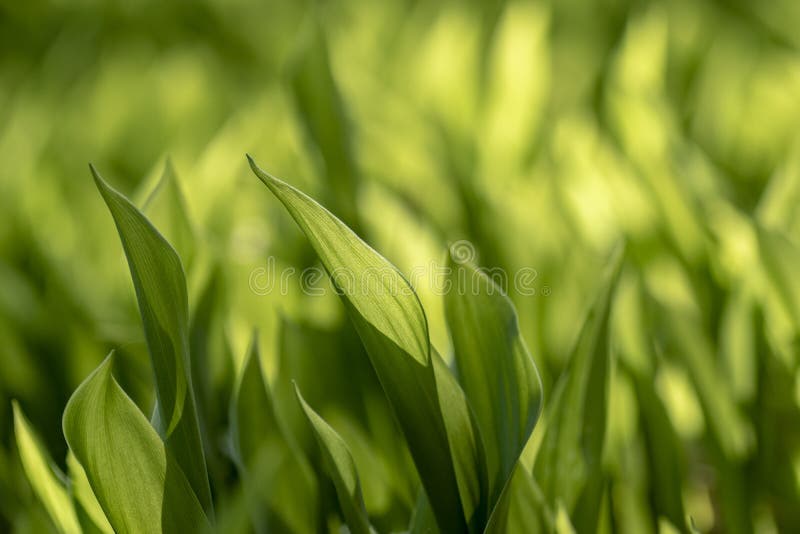 Lily of the Valley with Shining Sun Stock Image - Image of lily ...