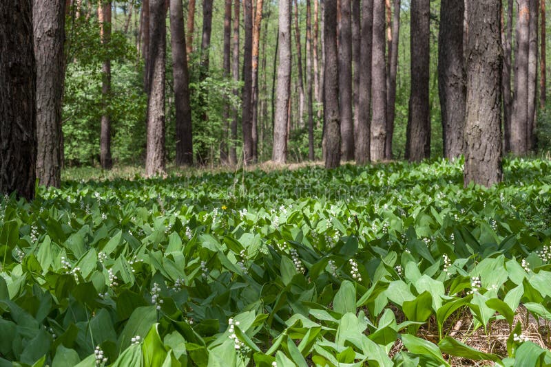 Forest lily of the valley. stock photo. Image of botany - 72812106