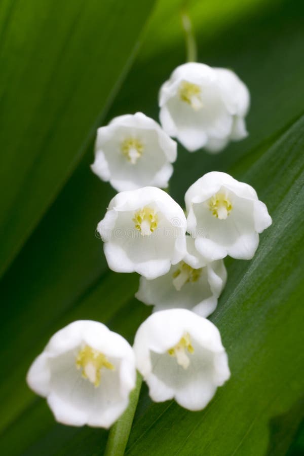 Lily of the Valley in Spring Garden CloseUp Stock Image - Image of ...