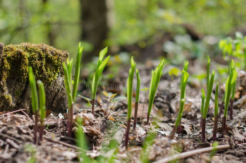 Sprouting Lilies of the Valley in the Forest in Early Spring Stock ...