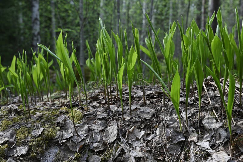 Lily of the Valley Sprouts Make Their Way through Withered Leaves in ...