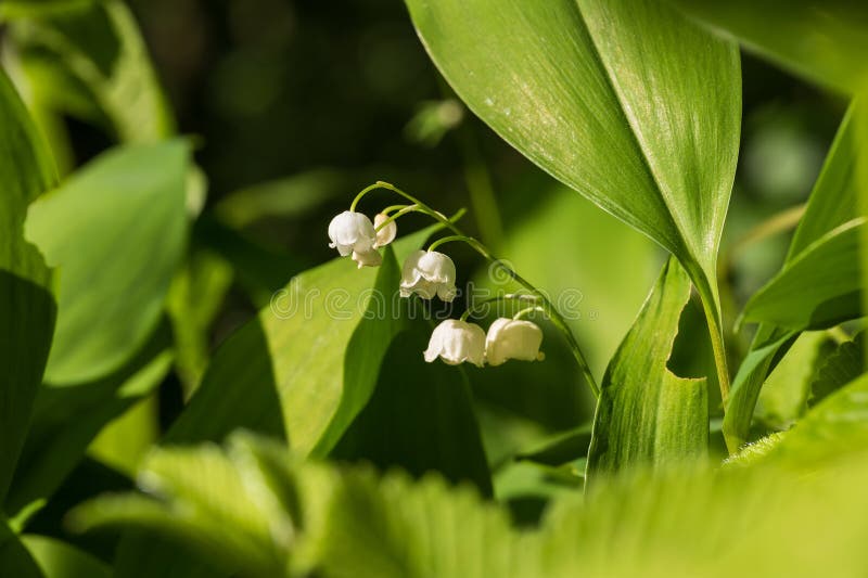 Lily of the Valley - a White Bell-shaped Flower with Green Leaves Stock ...