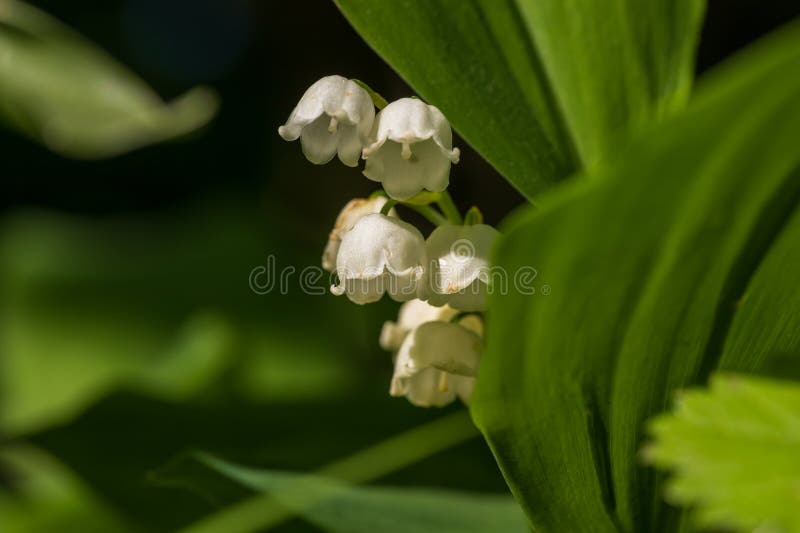 Lily of the Valley - a White Bell-shaped Flower with Green Leaves Stock ...