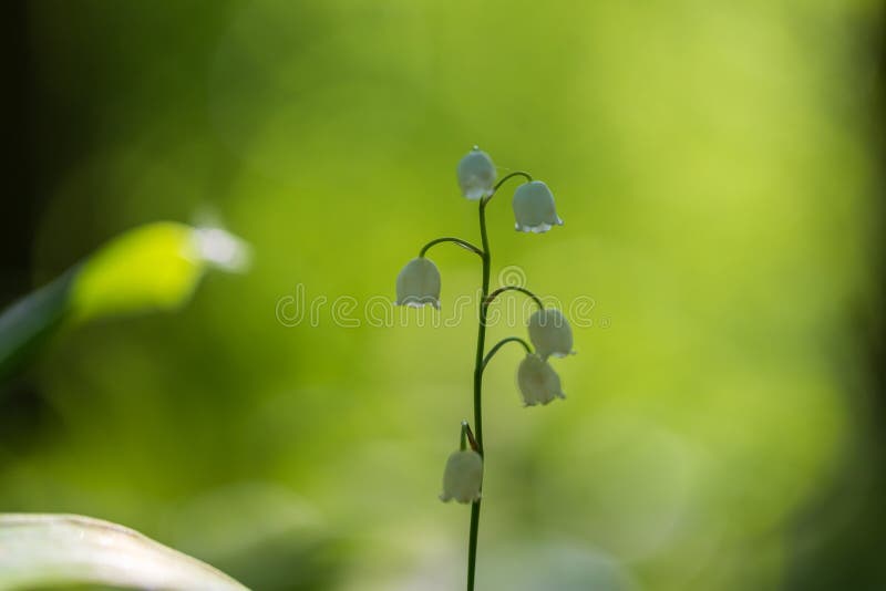 Lily of the Valley - a White Bell-shaped Flower with Green Leaves Stock ...