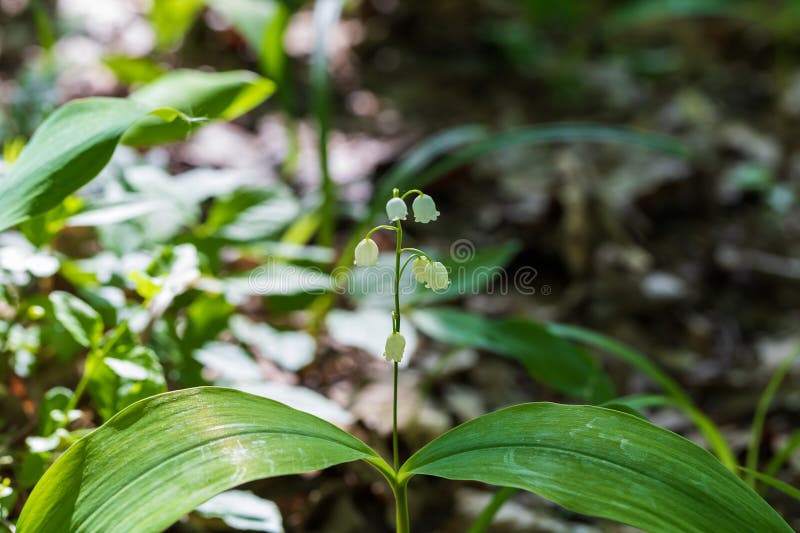 Lily of the Valley - a White Bell-shaped Flower with Green Leaves Stock ...