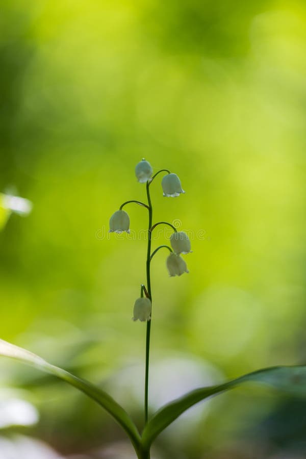 Lily of the Valley - a White Bell-shaped Flower with Green Leaves Stock ...