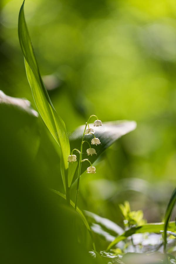 Lily of the Valley - a White Bell-shaped Flower with Green Leaves Stock ...