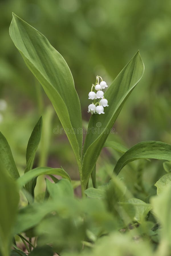 Lily of the Valley - White Flower with Green Leaves in the Forest Stock ...