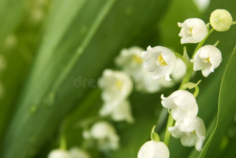 Lily of the Valley White Flowers Stock Photo - Image of nature, vital ...