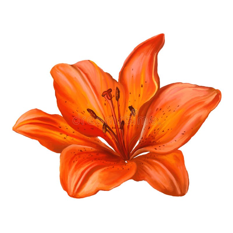 Lily Vector Illustration Hand Drawn Painted Stock Vector - Illustration ...