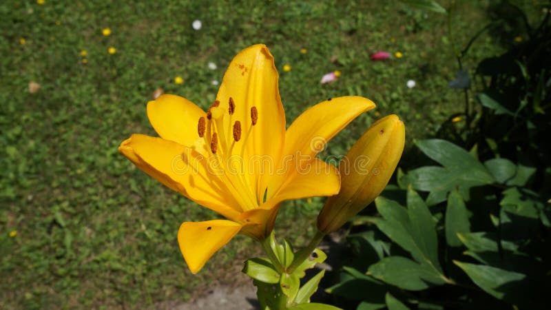 Lily yellow flower stock photo. Image of summer, lily - 98370430