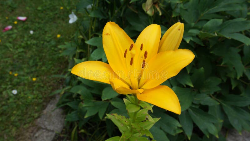 Lily yellow flower stock photo. Image of blooming, nature - 98372178