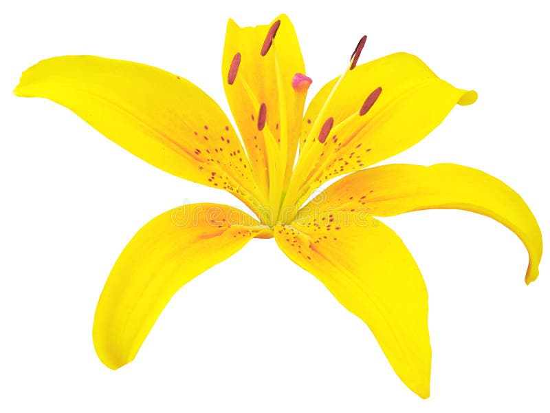 Lily yellow stock image. Image of flower, stamens, beautiful - 146186499