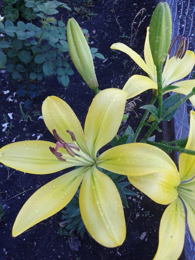Lily Yellow in the Garden. Summer. June 2018. Stock Image - Image of ...
