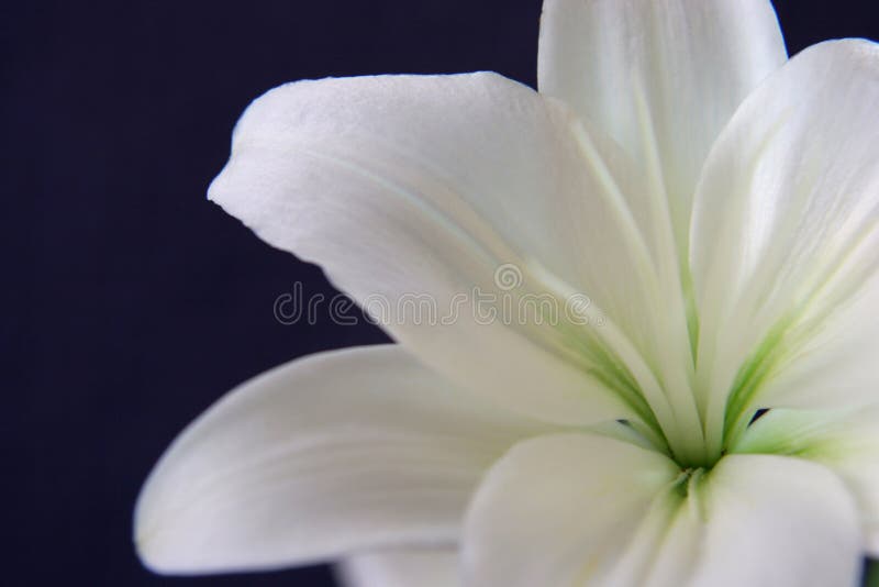 Easter lily stock image. Image of dirt, pollen, pollinate - 4638401