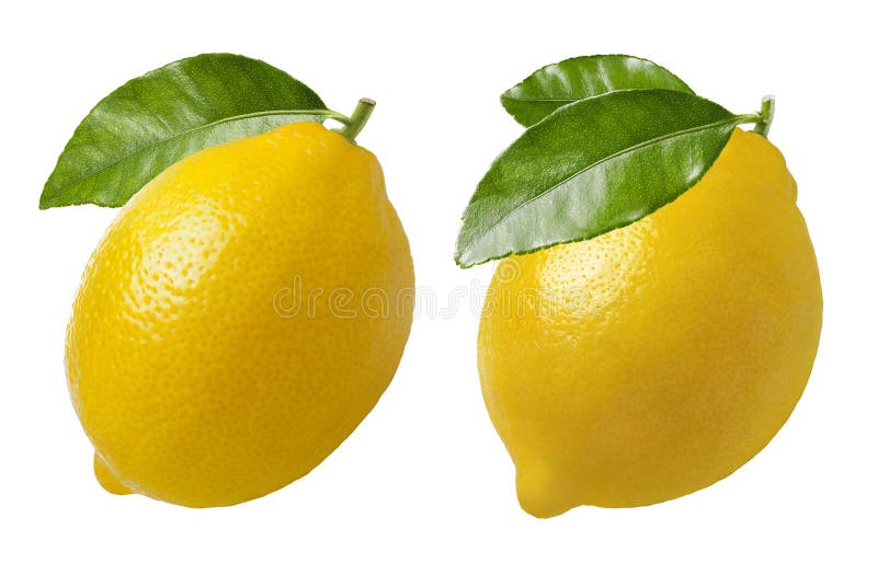 Folha Do Limão Isolada No Fundo Branco Imagem de Stock - Imagem de ...