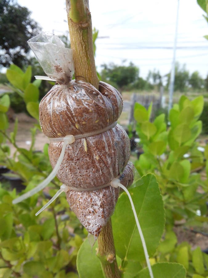 Injerto En El Limón Para Raza Foto de archivo - Imagen de fresco, campo ...