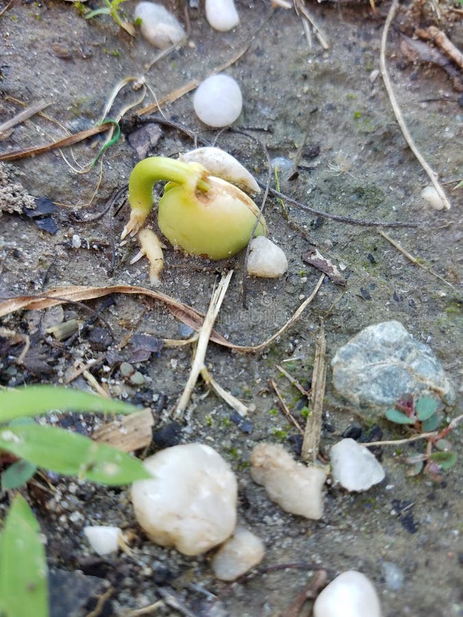 Lima bean sprout stock image. Image of lima, ground - 118238897