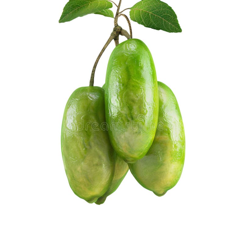 Lima Bean on Transparent Background - Ai Generated Stock Illustration ...