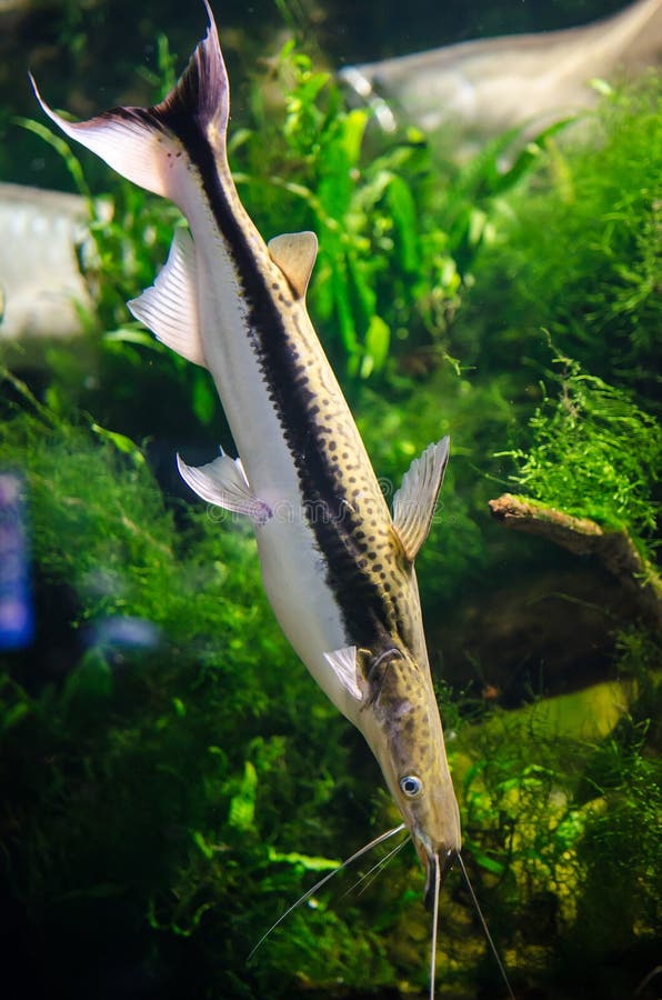 Lima Shovelnose Catfish stock photo. Image of fish, shovelnose - 39347708