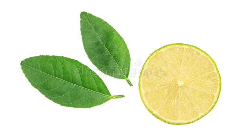 Lima Verde Y Hoja Sobre Fondo Blanco Foto de archivo - Imagen de amargo ...