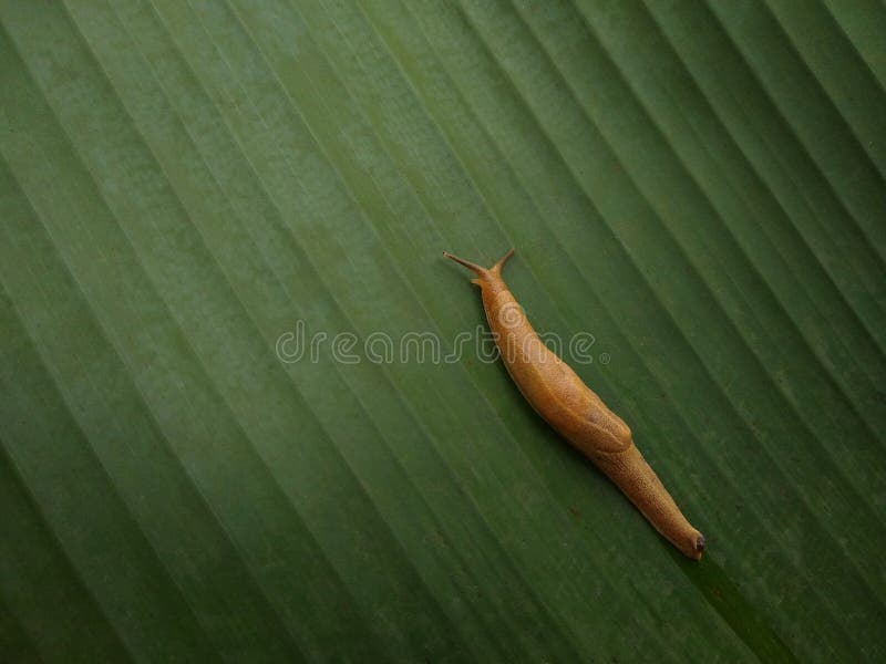 Limace Ou Limace Terrestre Sur Fond Vert Feuille Image stock - Image du ...