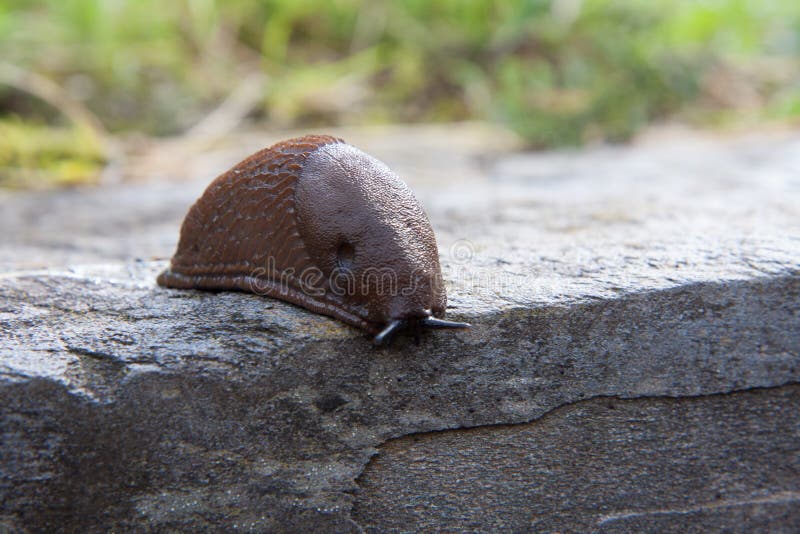 Limacidae stock photo. Image of limacidae, black, great - 44211908
