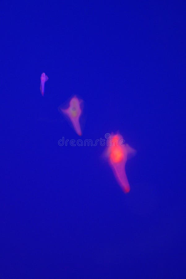 Limacina di Clione fotografia stock. Immagine di piccolo - 38448688