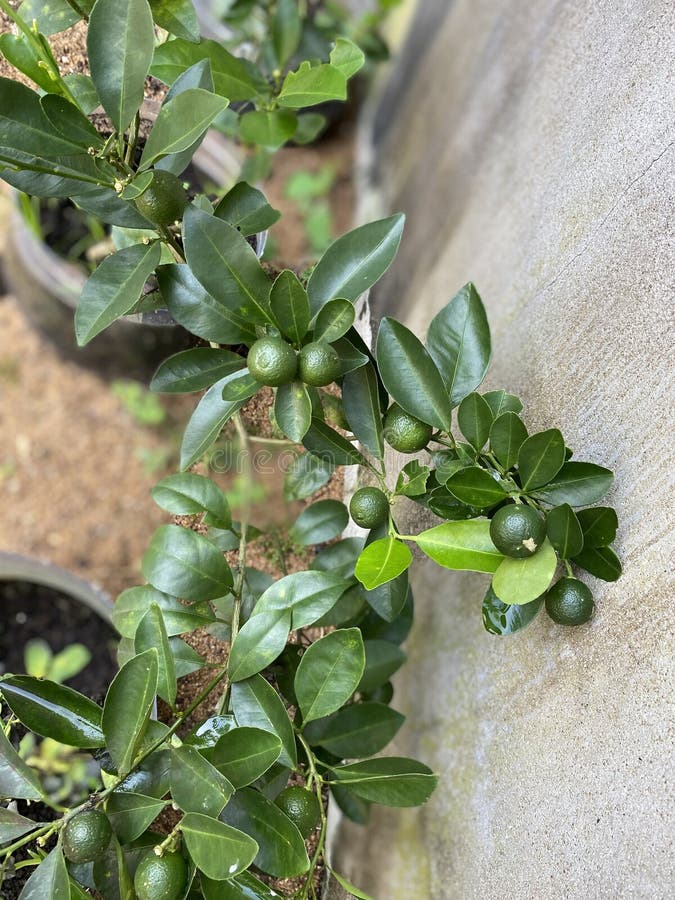 Limau fruit stock image. Image of fruits, kalimantan - 302996309