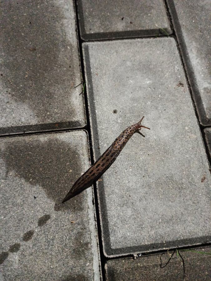 Limax maximus on pavement stock photo. Image of limax - 353578528