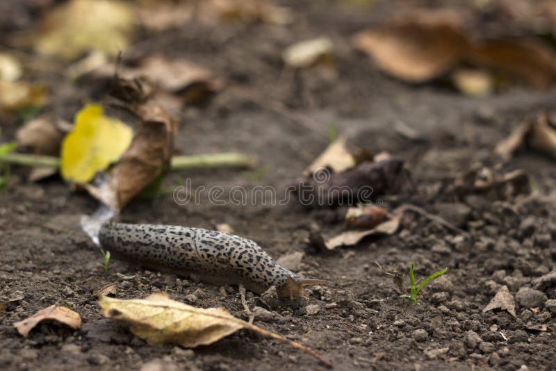680 Slug Trail Photos - Free & Royalty-Free Stock Photos from Dreamstime