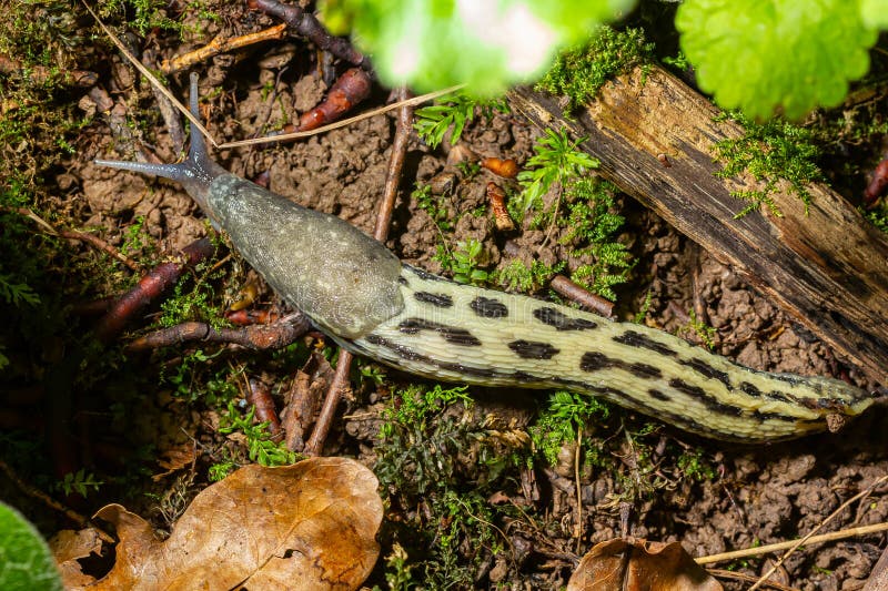 Limax Maximus - Leopard Slug Crawling on the Ground among the Leaves and Leaves a Trail Stock ...