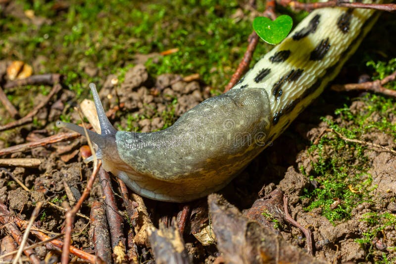 Limax Maximus - Leopard Slug Crawling on the Ground among the Leaves ...