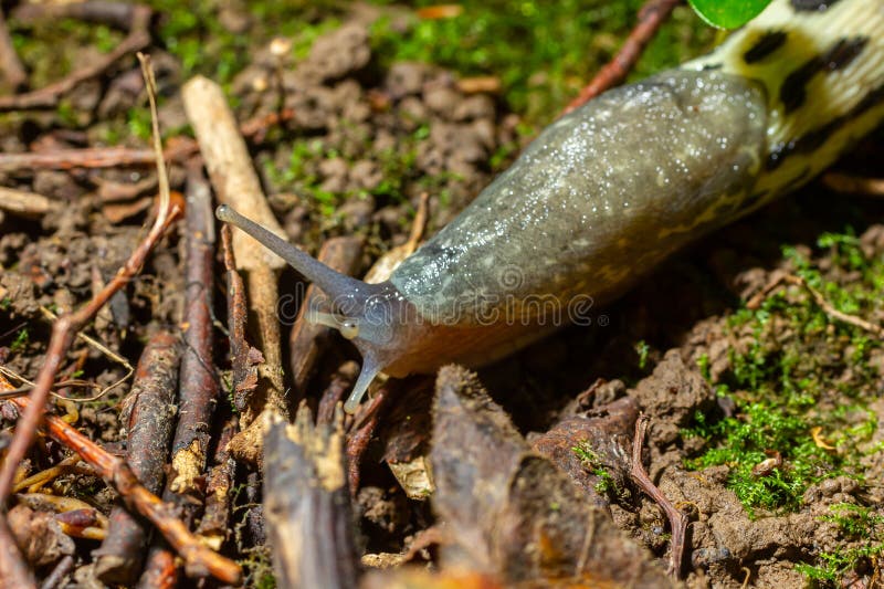 Limax Maximus - Leopard Slug Crawling on the Ground among the Leaves ...