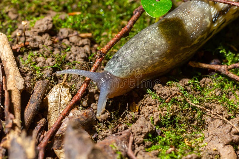 Limax Maximus - Leopard Slug Crawling on the Ground among the Leaves ...