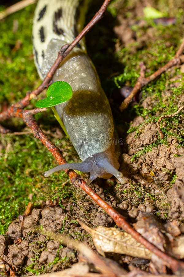 Limax Maximus - Leopard Slug Crawling on the Ground among the Leaves ...