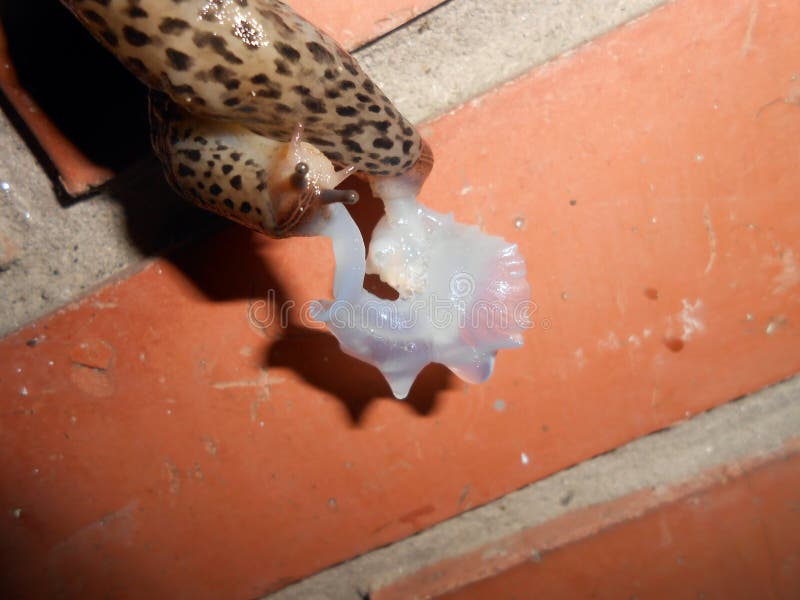 Limax maximus mate stock image. Image of snail, limax - 126479955