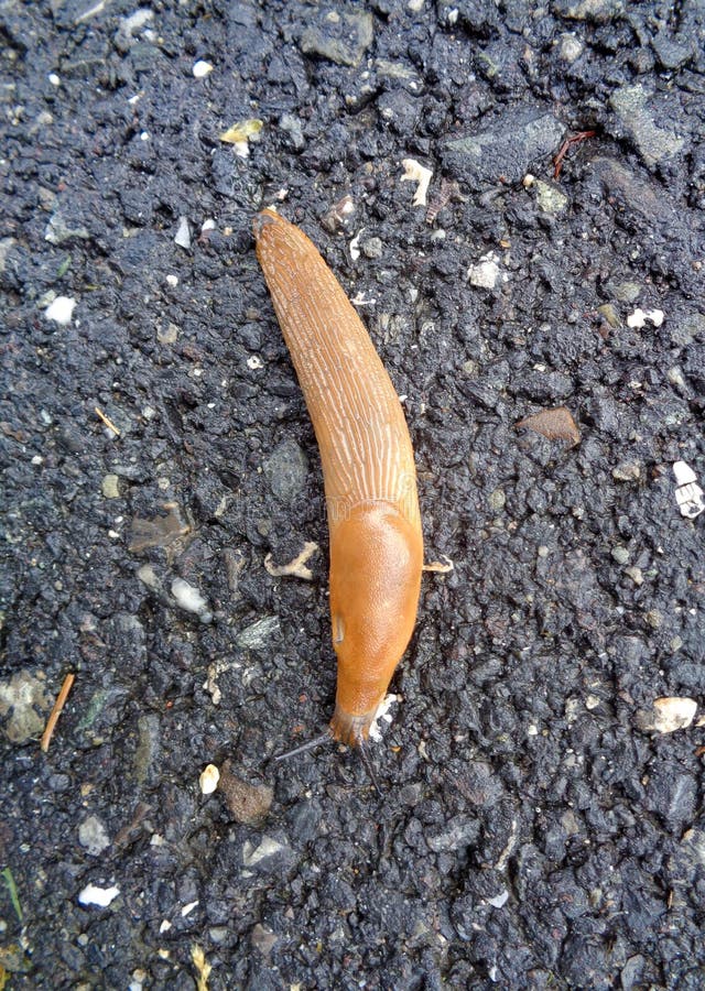 Limax Novo No Pathwalk Concreto Imagem de Stock - Imagem de ...